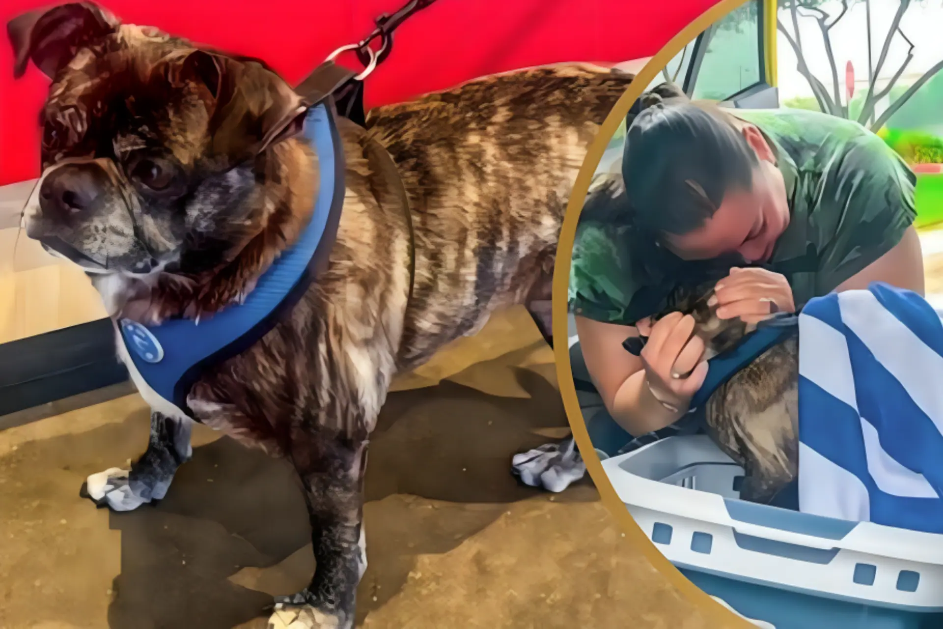 Against All Odds: Dog Missing Since Hurricane Reunites with Family ...