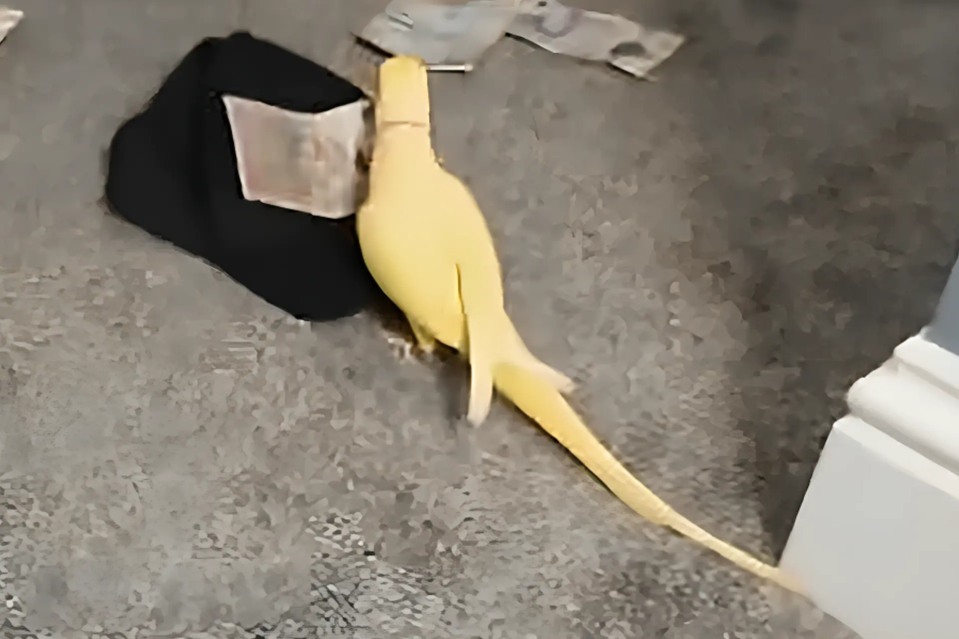 15 Arrested After Gang Leader’s Pet Bird Caught on Camera Playing With ...