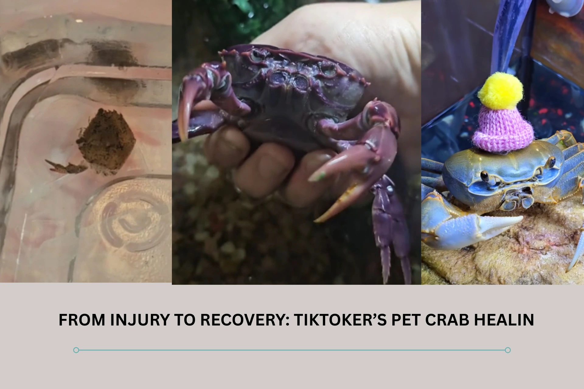 From Injury to Recovery: TikToker’s Pet Crab Healing Journey That Took ...